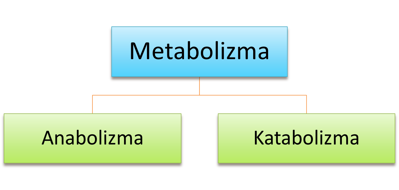 Metabolizma - Anabolizma - Katabolizma ( katabolik ve anabolik süreçler )