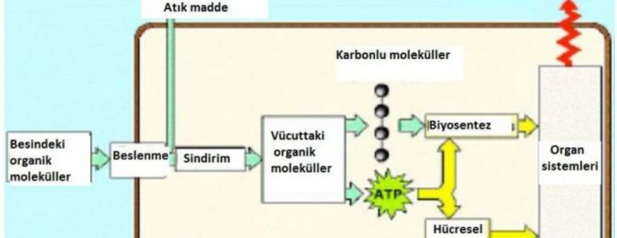Metabolizma Nedir
